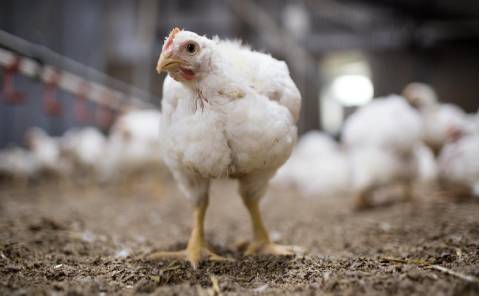 DSM-Novozymes Alliance launches its second-generation protease, ProAct ...