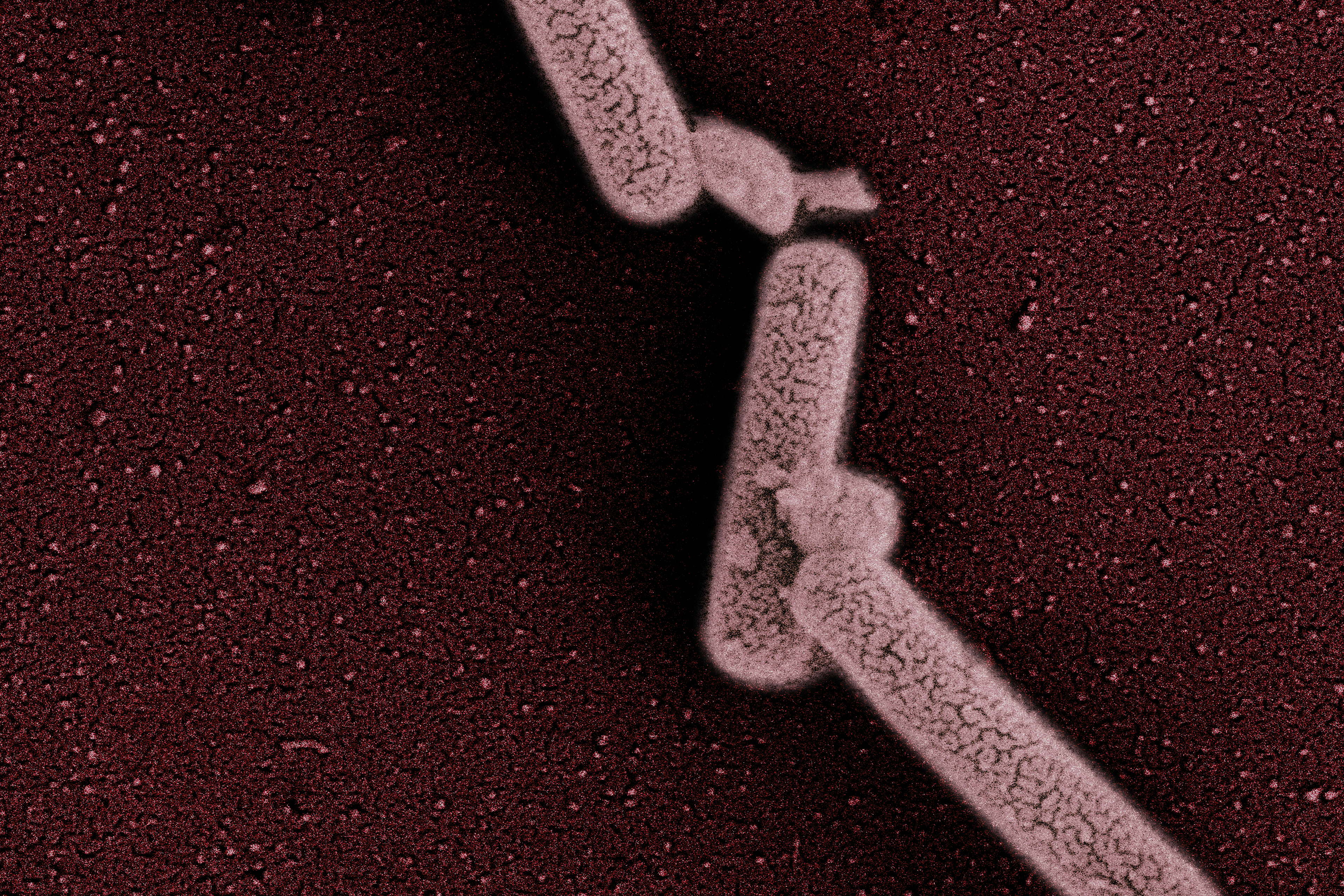 Novonesis | Want probiotics with documented health benefits?