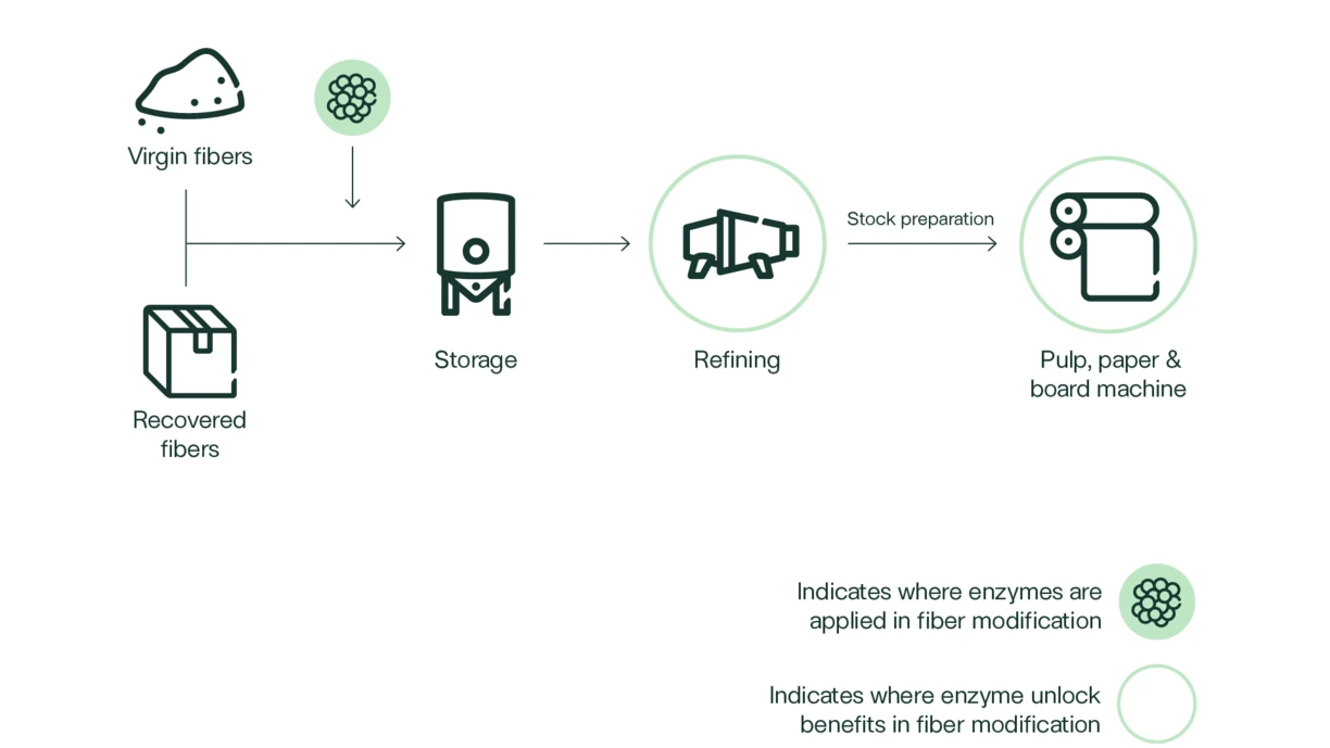 Discover the benefits of fiber modification | Novonesis