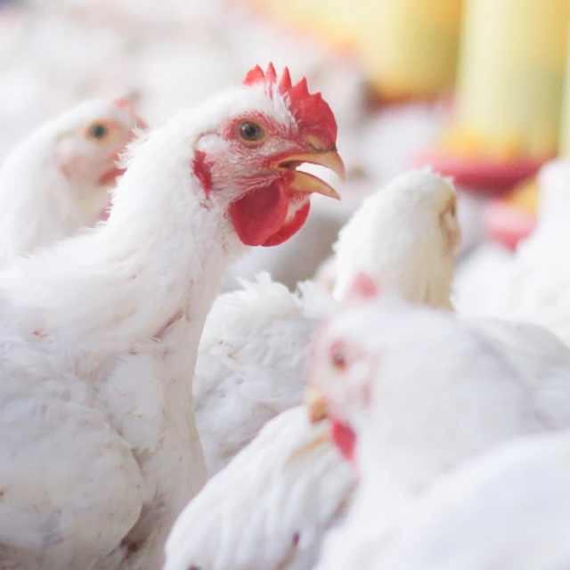 Animal biosolutions | Novonesis